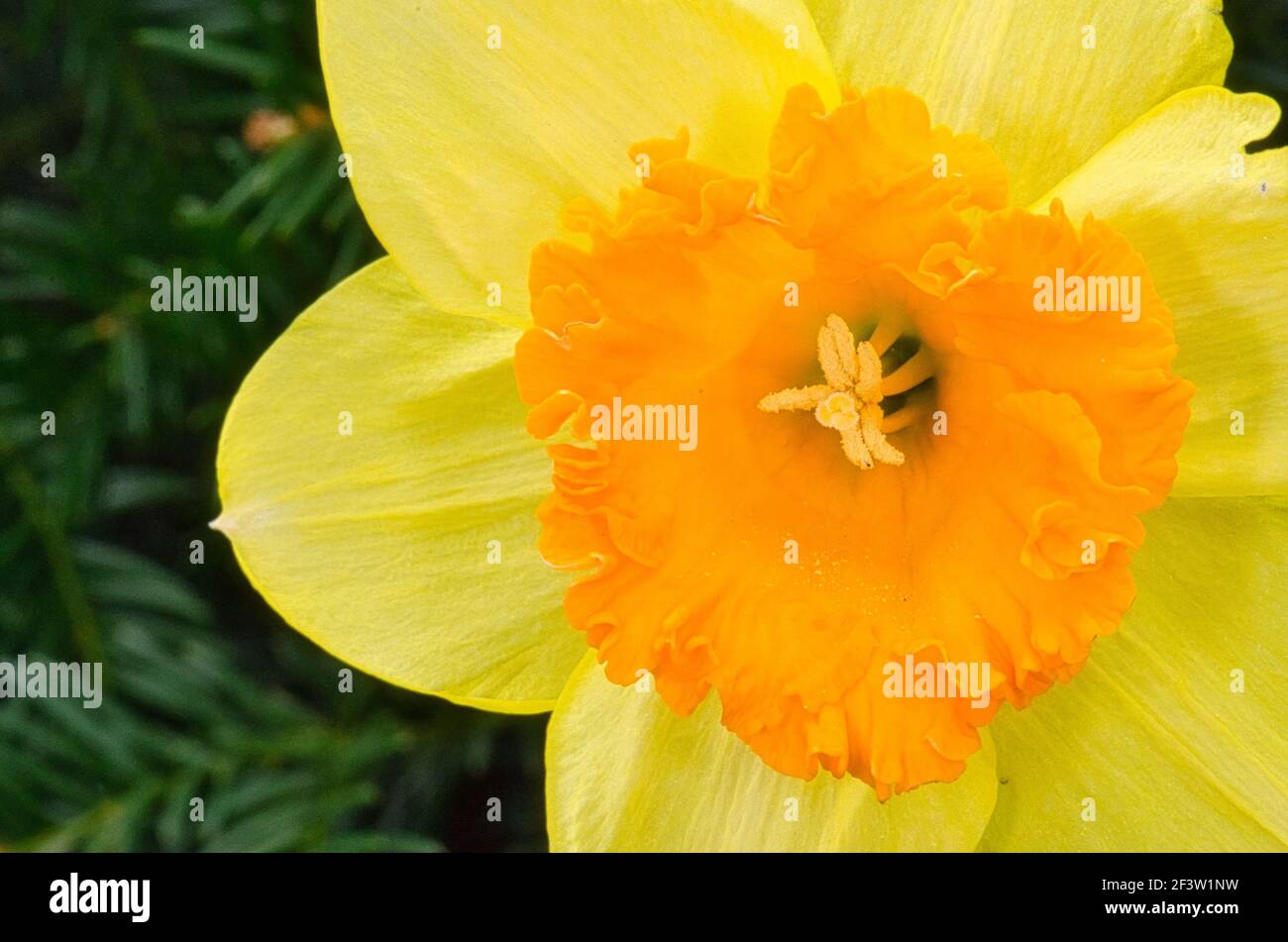 Yellow narcissus pseudonarcissus hi-res stock photography and images ...
