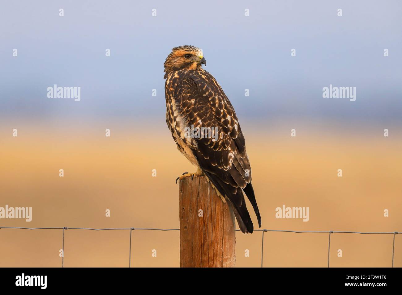 Swainson's Hawk sitting on a fence post Stock Photo - Alamy