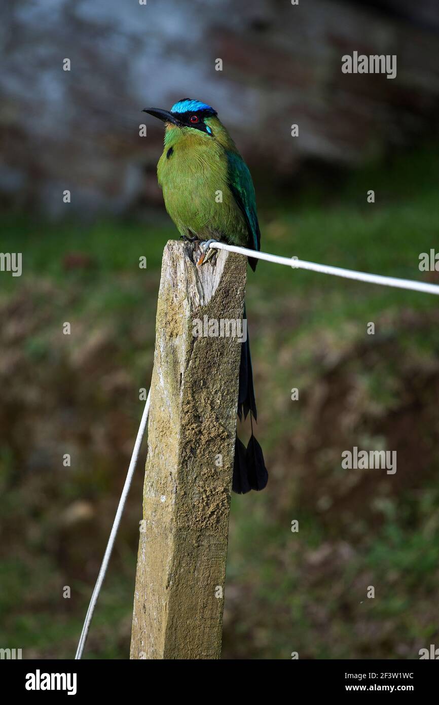 Andean motmot - Momotus aequatorialis, in the Colombian jungle Stock ...