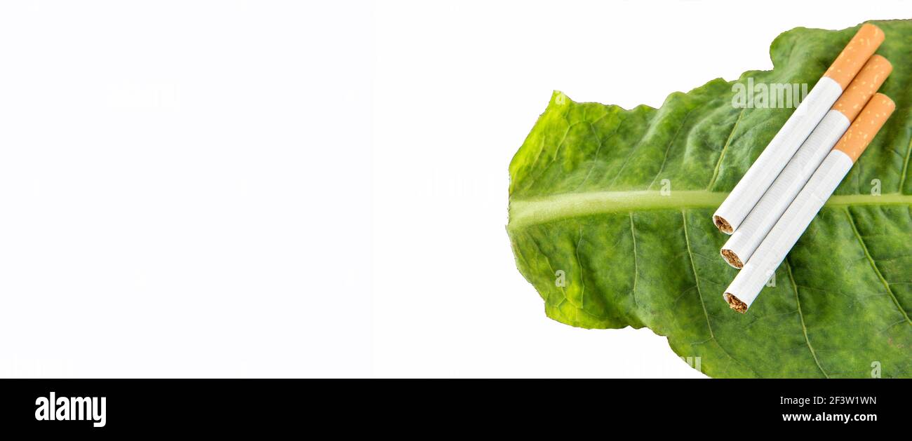 Green tobacco hi-res stock photography and images - Alamy