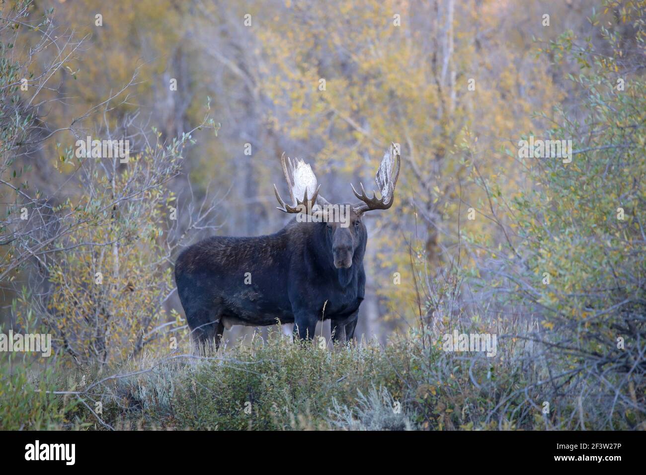 Male moose during rut hi-res stock photography and images - Alamy