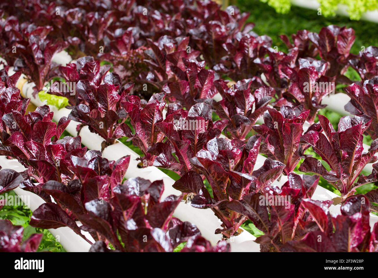 Romaine lettuce grown in the hydroponic system Stock Photo - Alamy