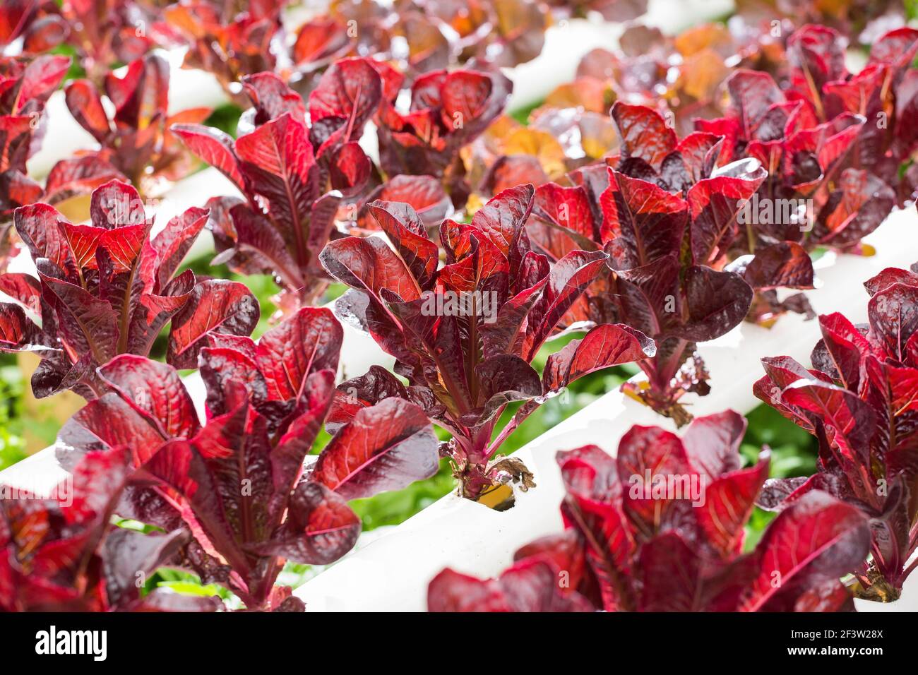 Romaine lettuce growing hi-res stock photography and images - Alamy