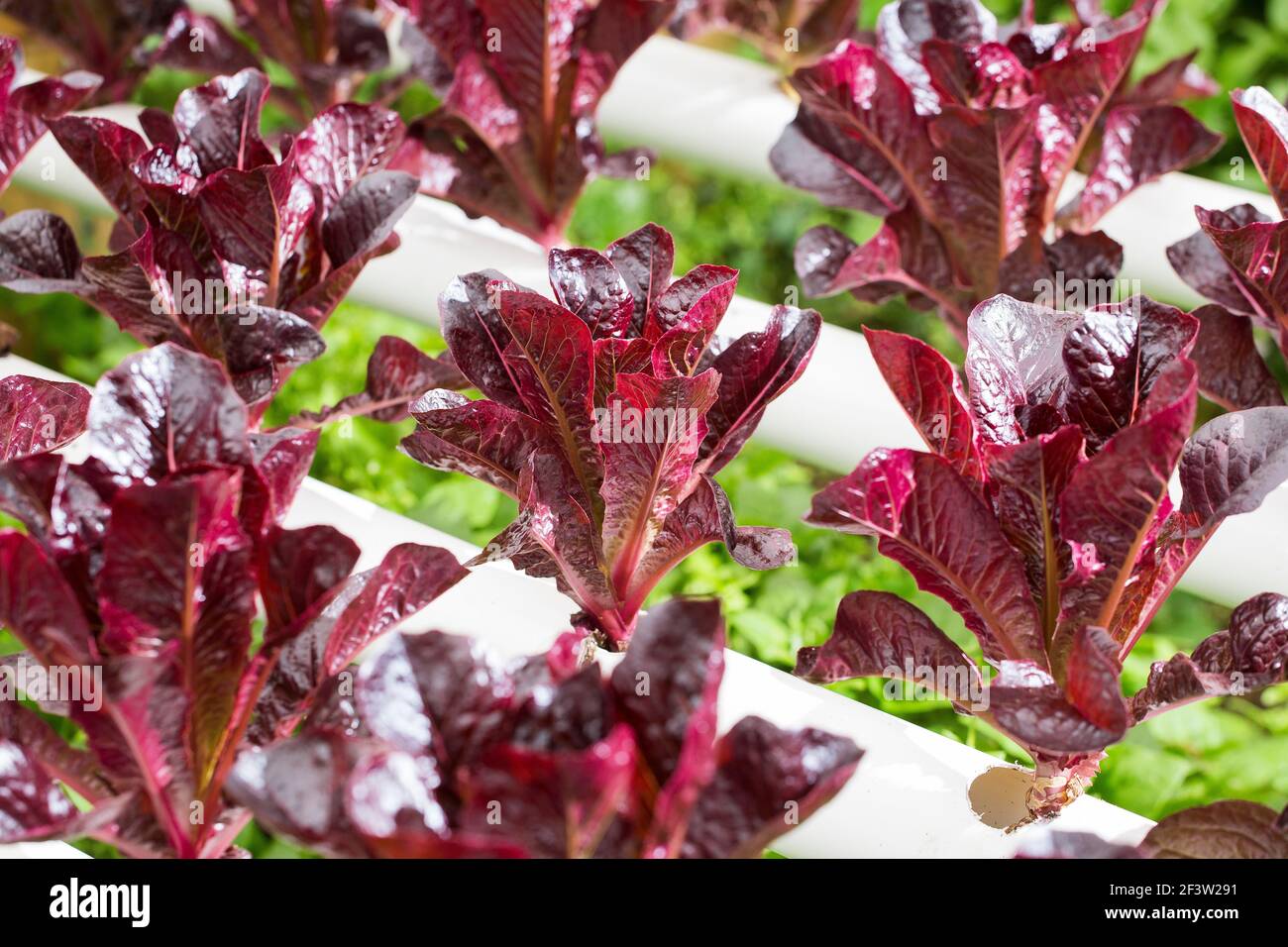 Romaine lettuce grown in the hydroponic system Stock Photo - Alamy