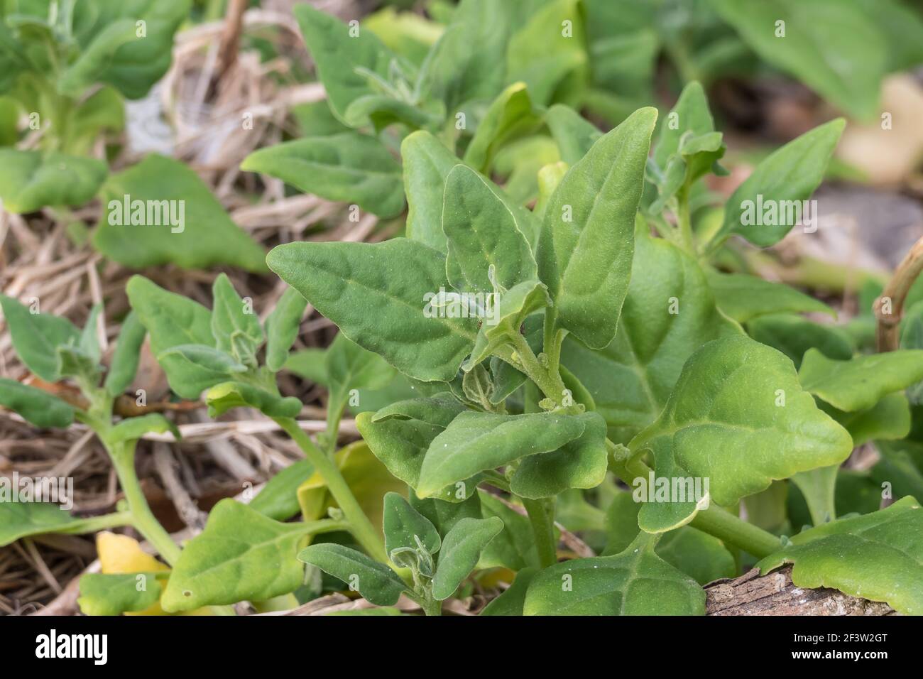 Tetragonia tetragonoides plants growing outdoors Stock Photo - Alamy