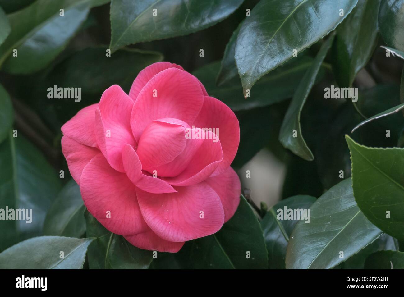 Flower close up camelia hi-res stock photography and images - Alamy