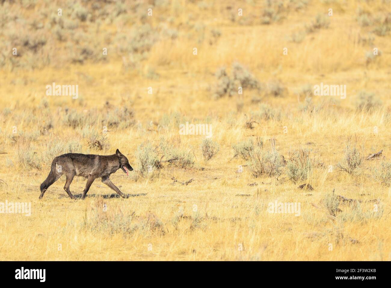Yellowstone and lamar valley and wolf hi-res stock photography and ...