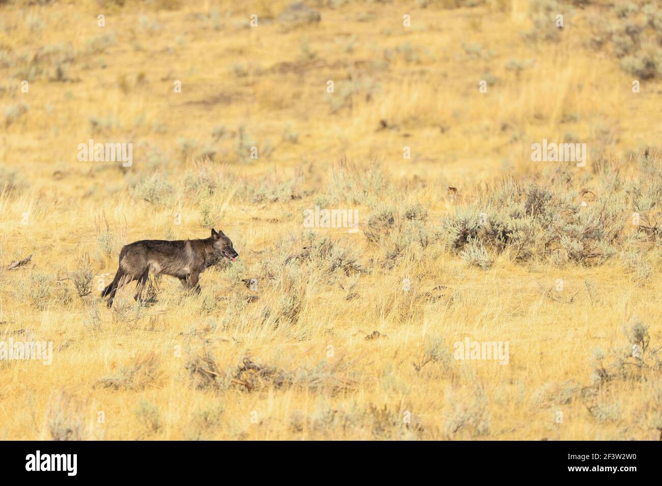 Yellowstone and lamar valley and wolf hi-res stock photography and ...