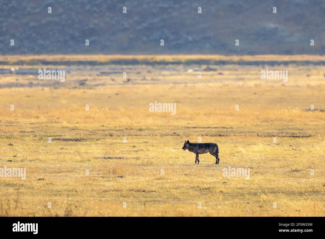 Yellowstone and lamar valley and wolf hi-res stock photography and ...