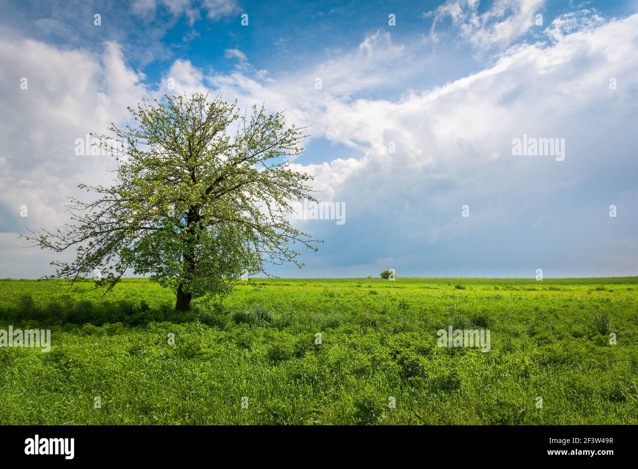 Green meadow with a tree and beautiful sky Stock Photo - Alamy