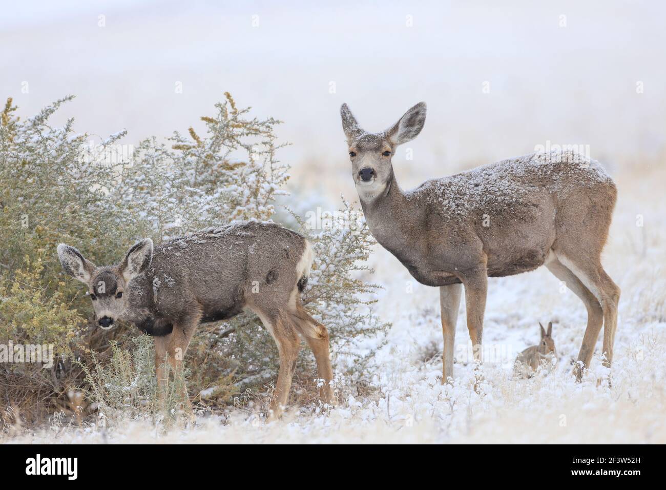 Mule deer in snow Stock Photo - Alamy