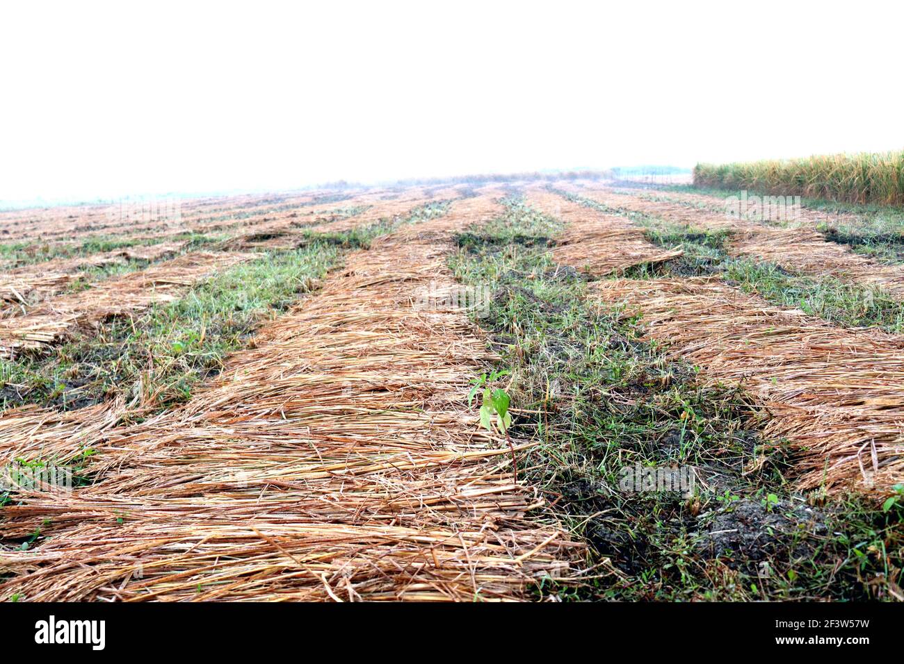 Paddy tree hi-res stock photography and images - Alamy