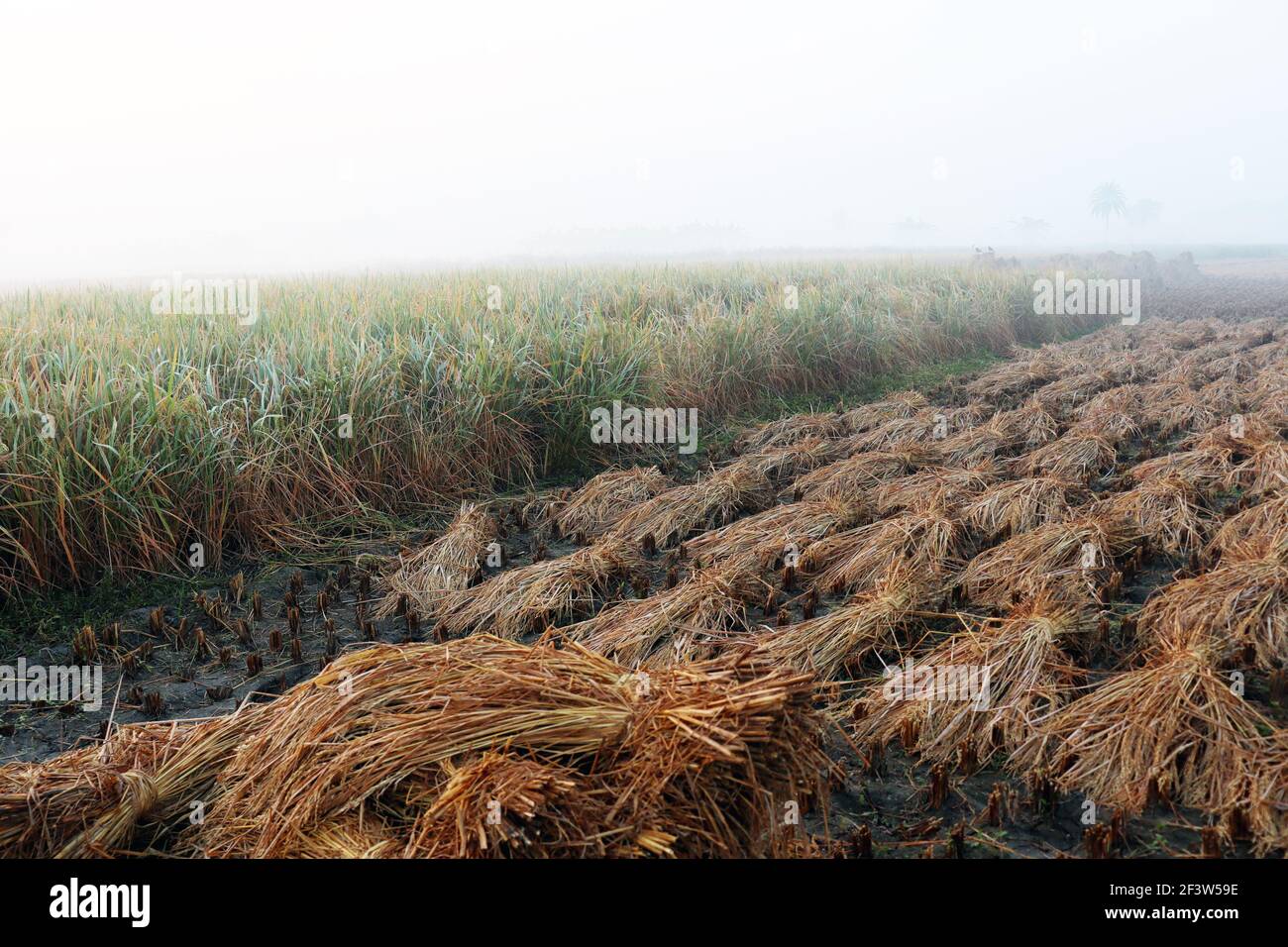 Paddy tree bounce hi-res stock photography and images - Alamy