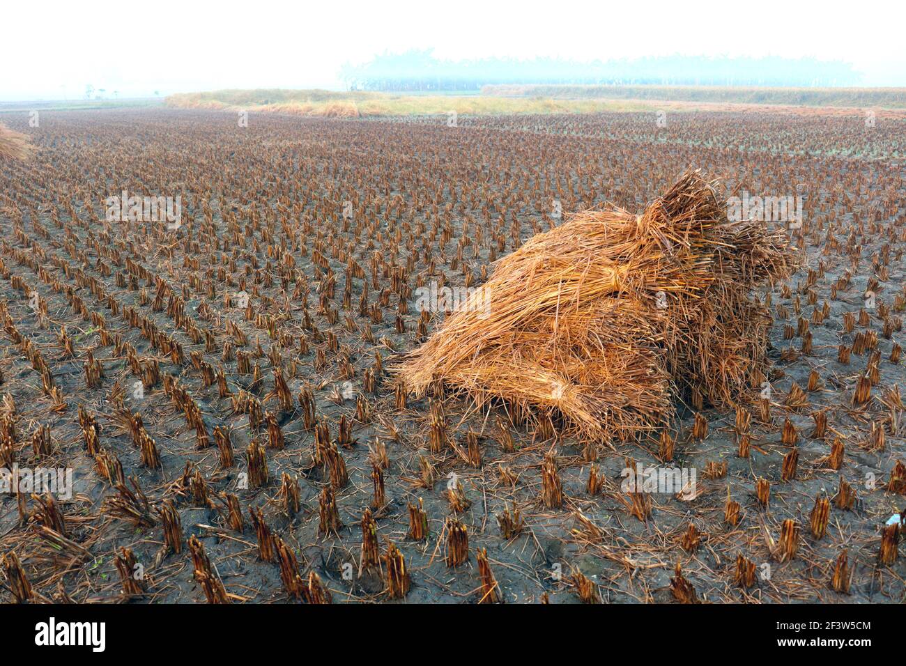 Paddy tree bounce hi-res stock photography and images - Alamy
