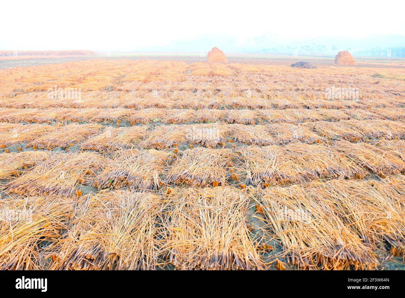 Paddy tree bounce hi-res stock photography and images - Alamy