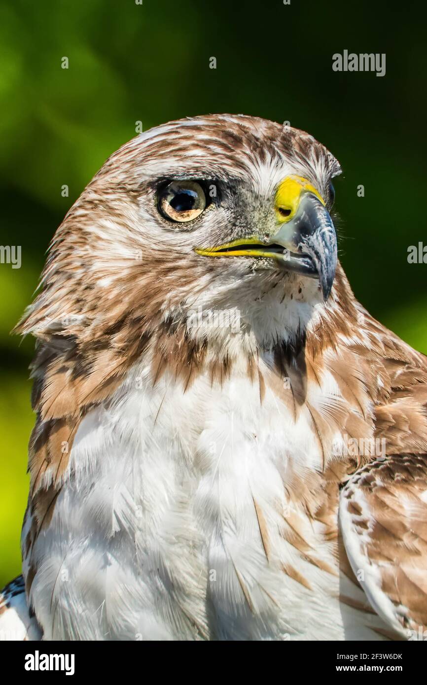 Red tailed hawk head profile hi-res stock photography and images - Alamy