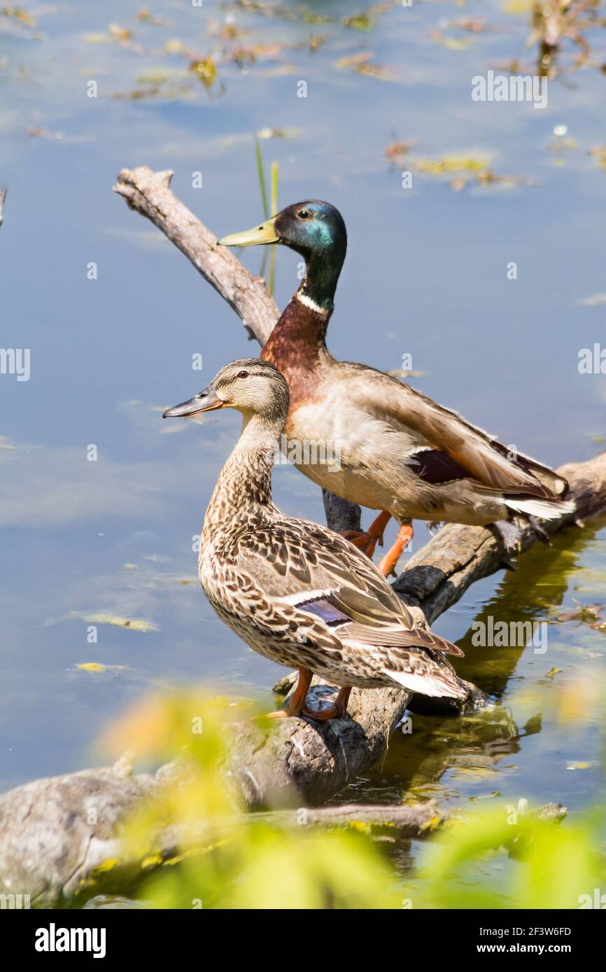 Mallard on a tree limb hi-res stock photography and images - Alamy