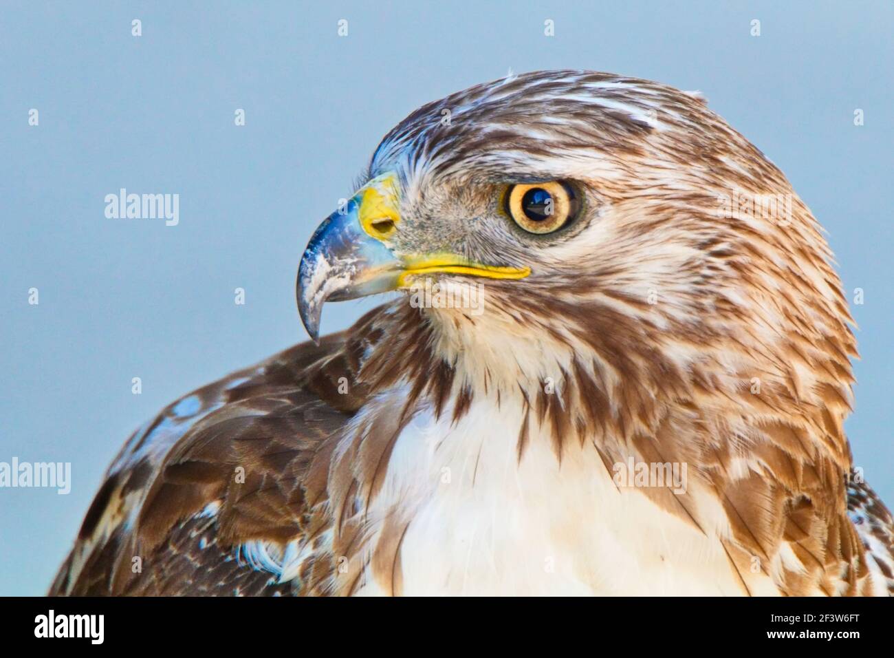 Horizontal close-up profile of red tailed hawk staring over its left ...