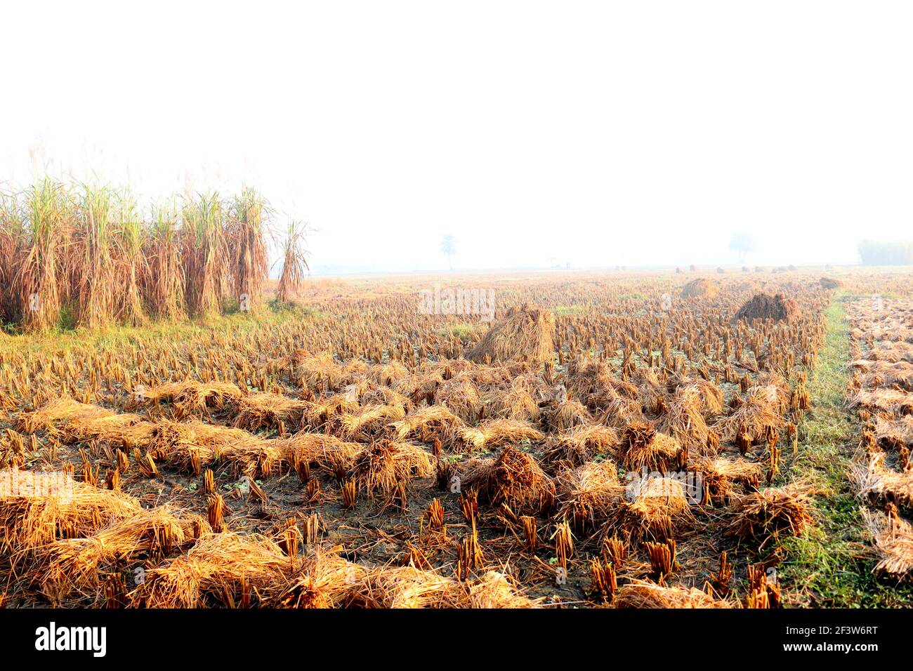 ripe paddy tree bunch stock on field for harvest Stock Photo - Alamy