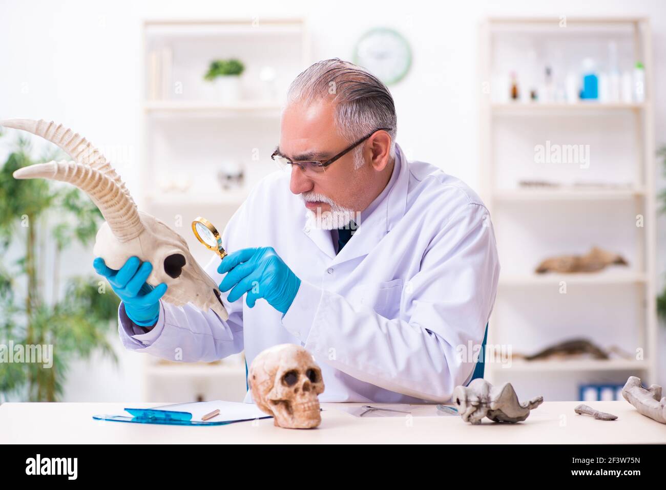 Old male paleontologist working in the lab Stock Photo - Alamy