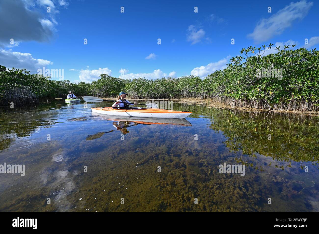 Woman and active senior kayaking on Nine Mile Pond in Everglades ...