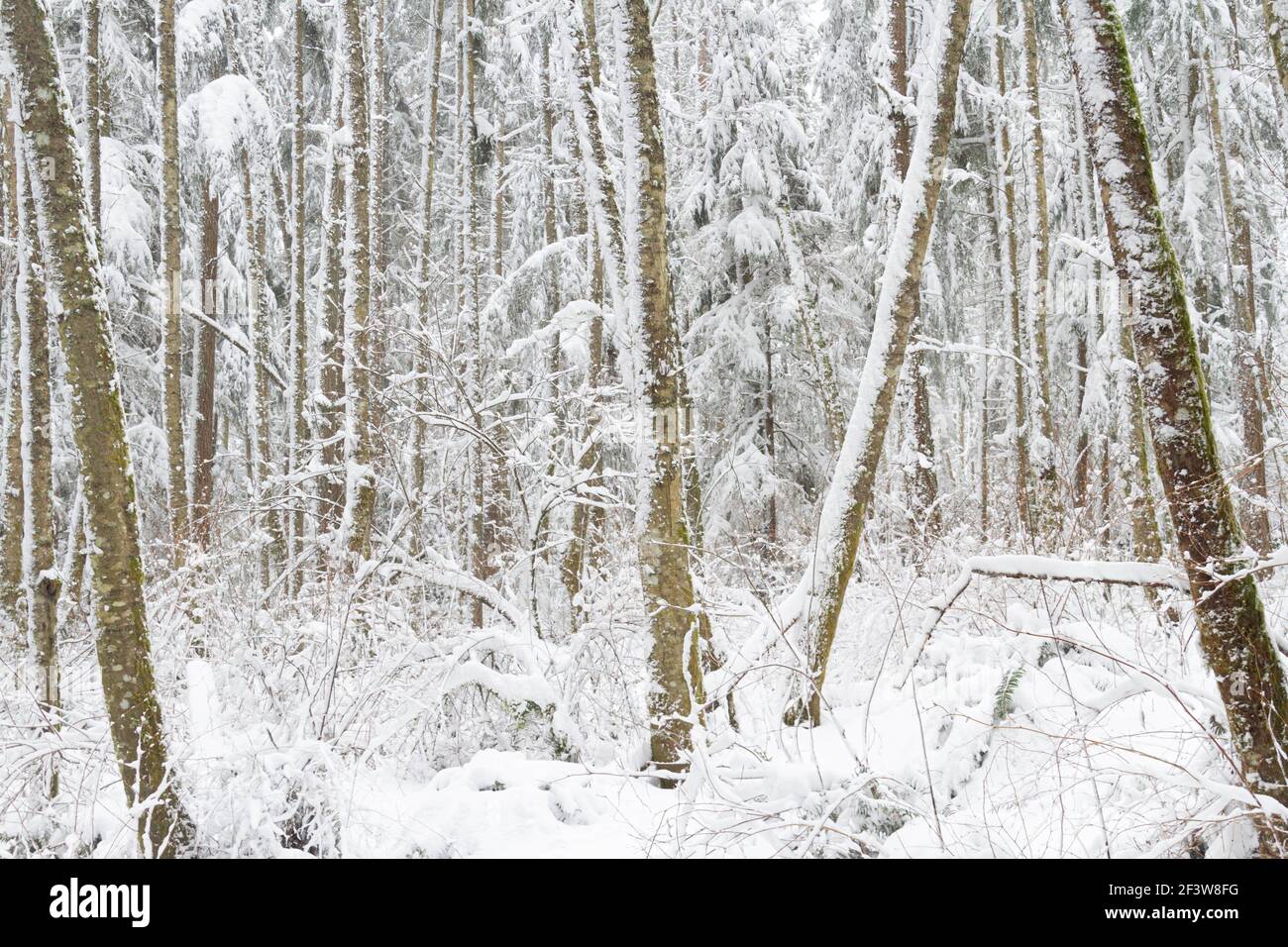 A winter wonderland in a snow covered forest with tall pine trees Stock ...