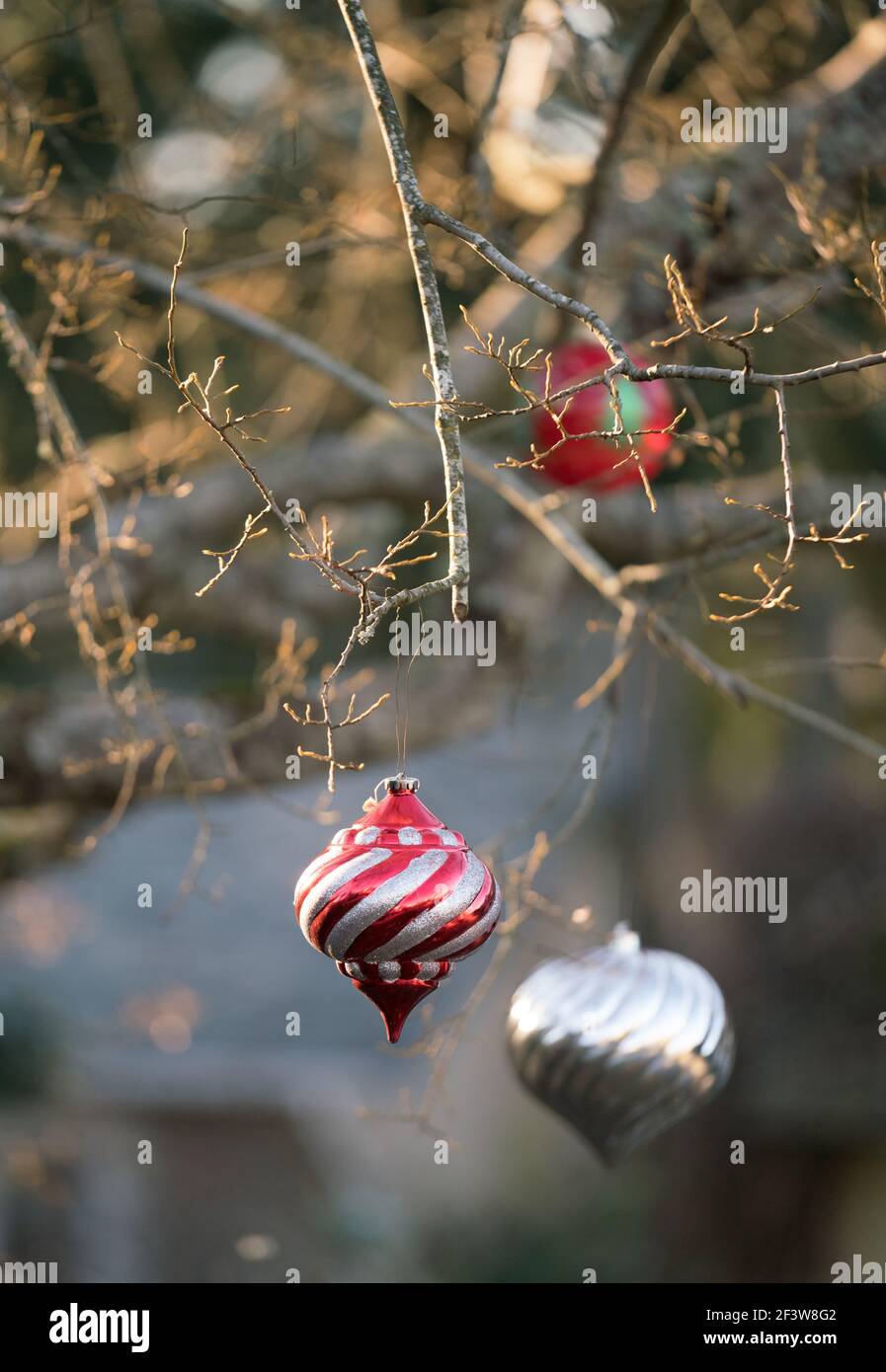 outdoor Christmas ornament on a tree branch Stock Photo - Alamy