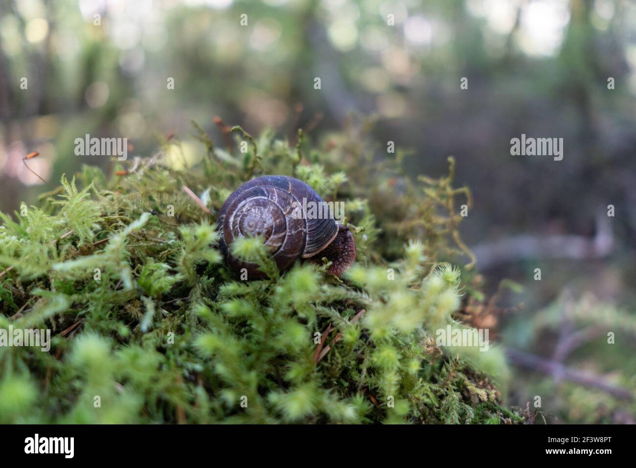 Close up forest snail hi-res stock photography and images - Alamy