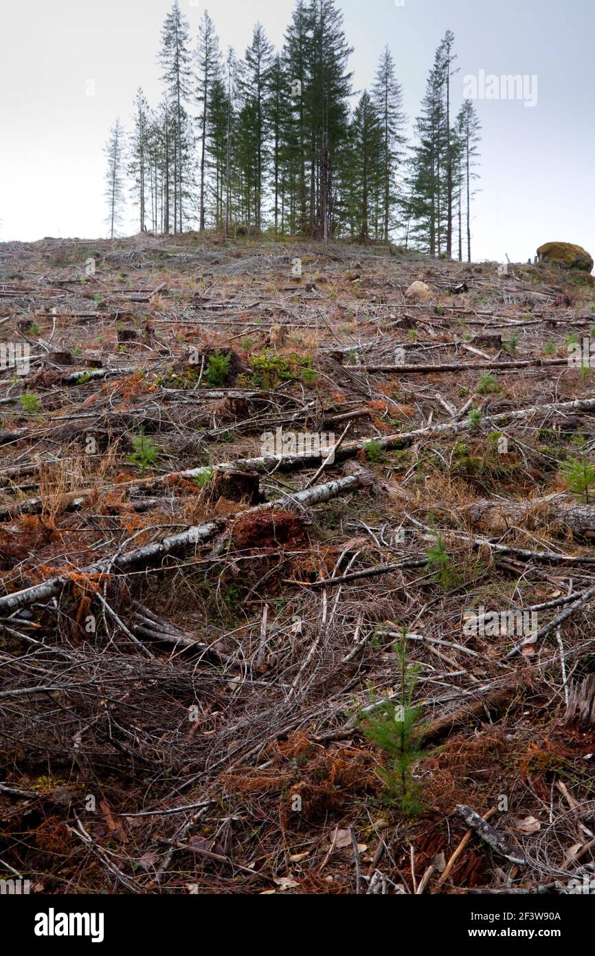 Forestry logging reforestation hi-res stock photography and images - Alamy