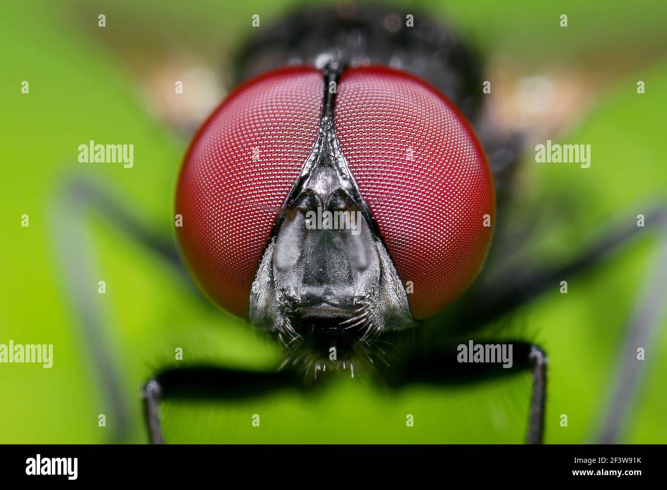 Phormia regina hi-res stock photography and images - Alamy