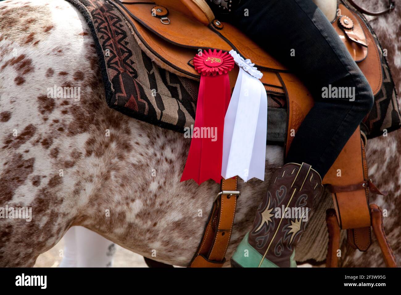 ribbon winning equestrian competitor Stock Photo - Alamy