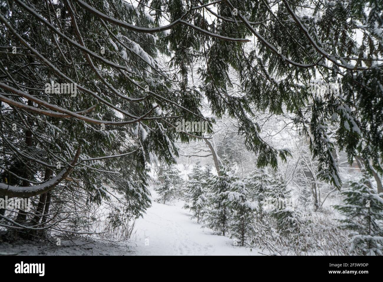 Snow covered forest trail hi-res stock photography and images - Alamy