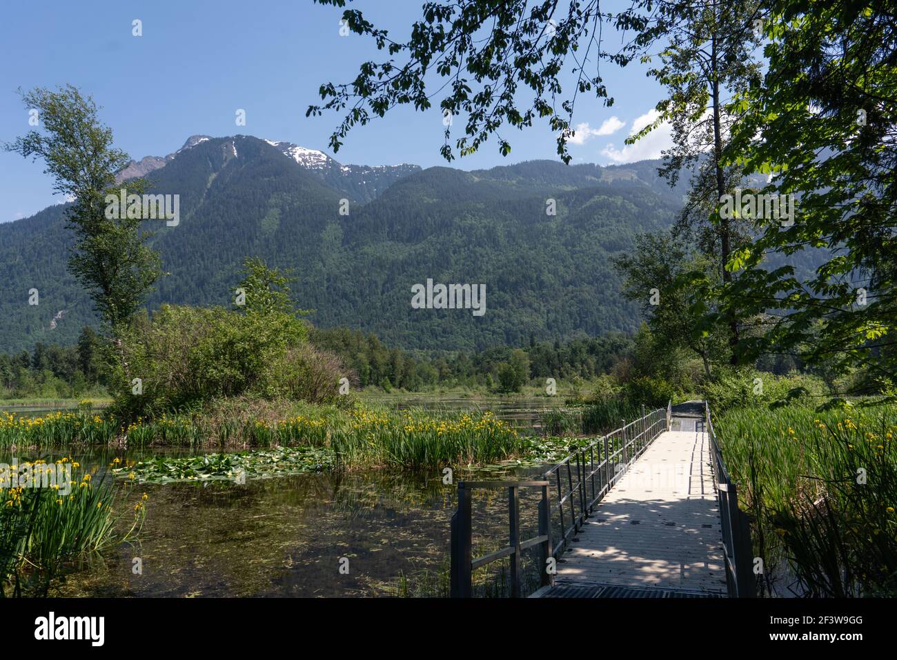 looking out at valley wetlands on the Fraser River near Cilliwack ...