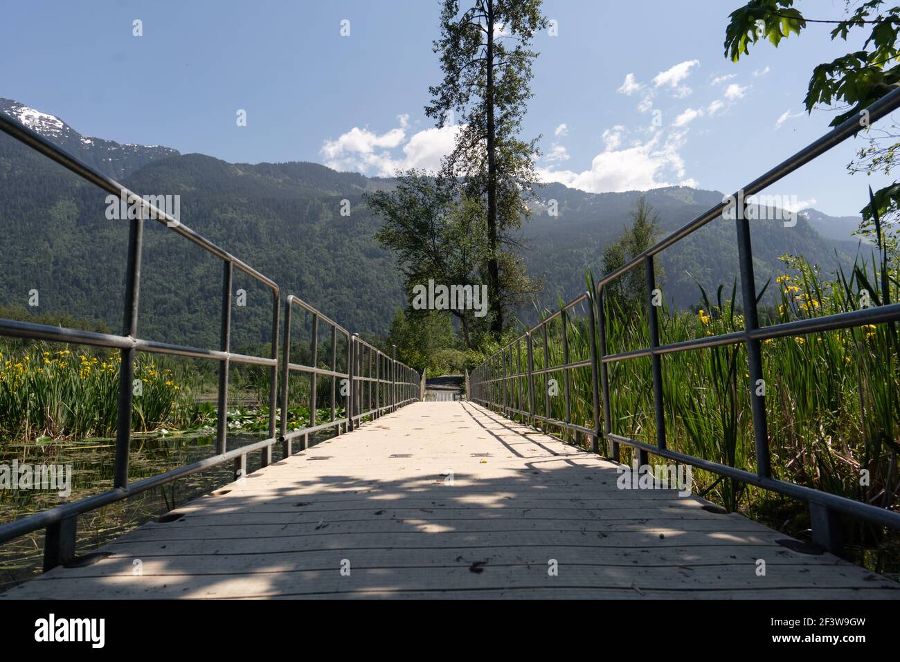 bridge across the wetlands near Chilliwack, Cheam Valley Regional Park ...