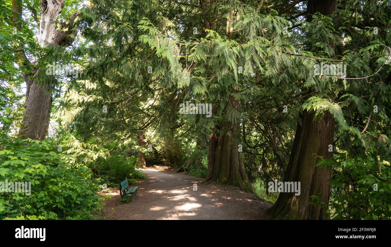 a bench at the side of a path through a dense cedar forest Stock Photo ...