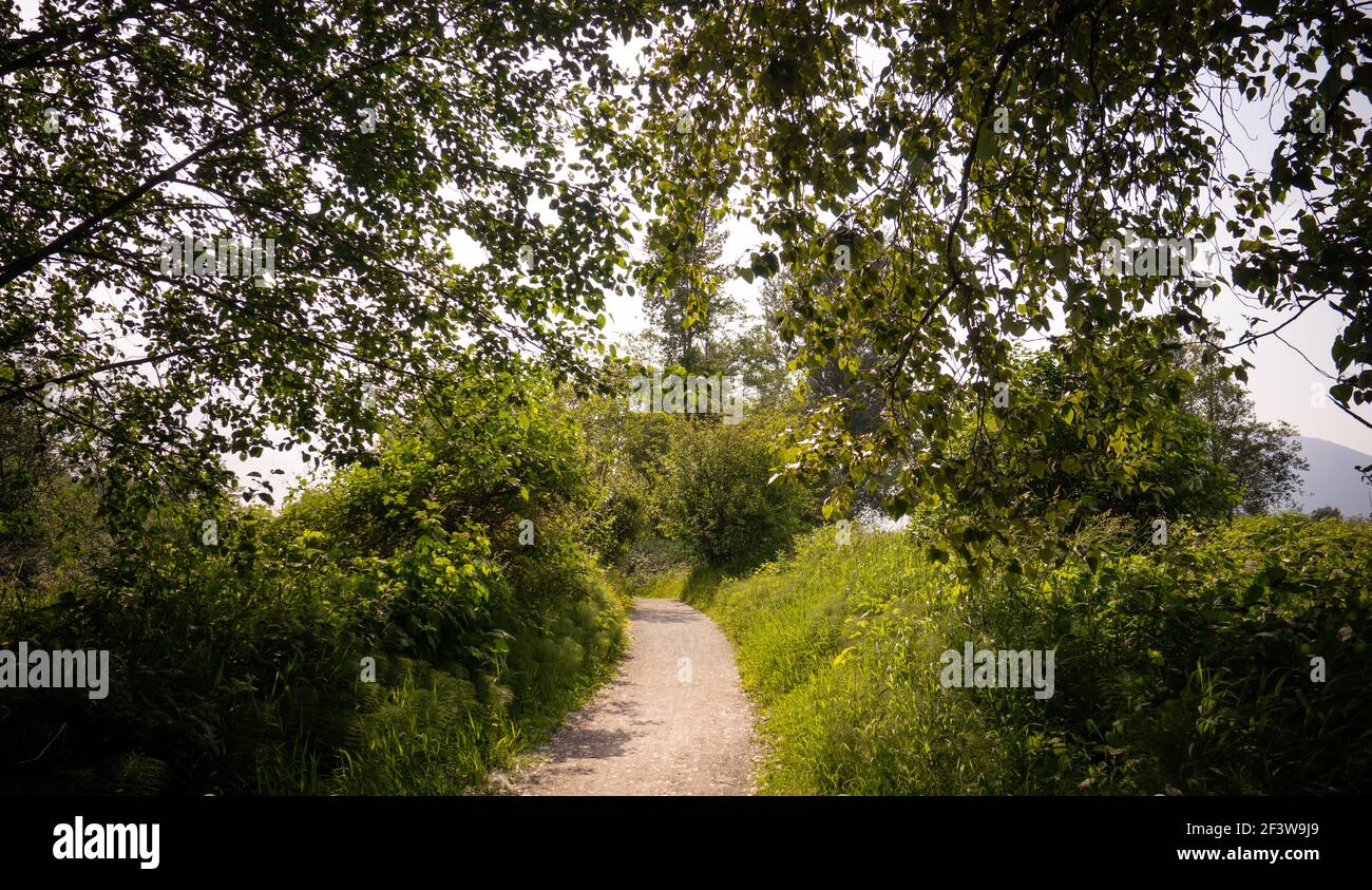 lush forest park trail in spring Stock Photo - Alamy