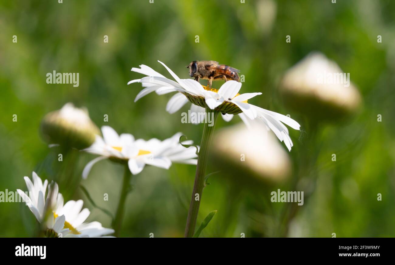 honey bee perched on a wild daisy Stock Photo - Alamy