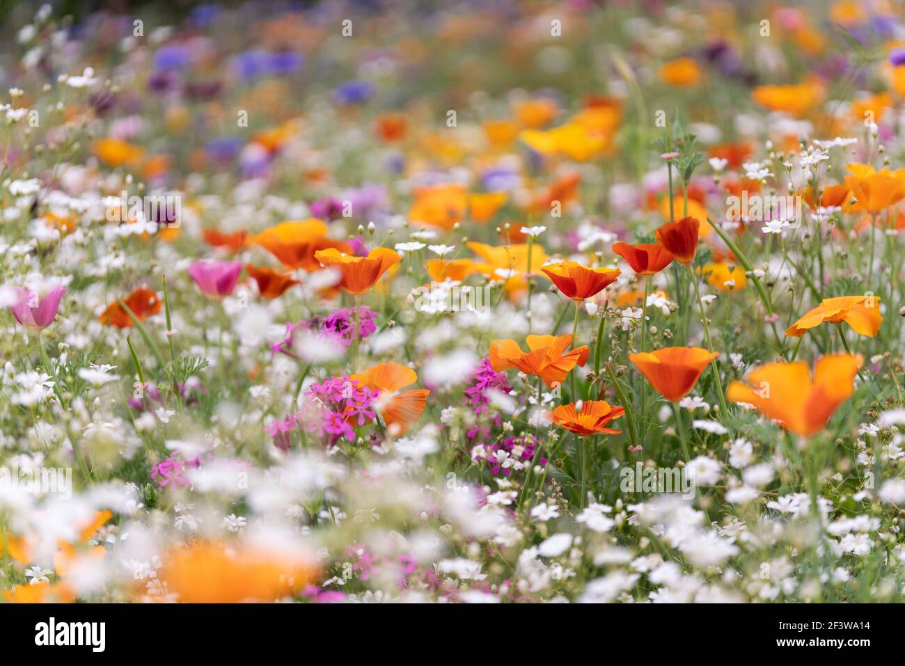 blooming flowers in a country garden Stock Photo - Alamy