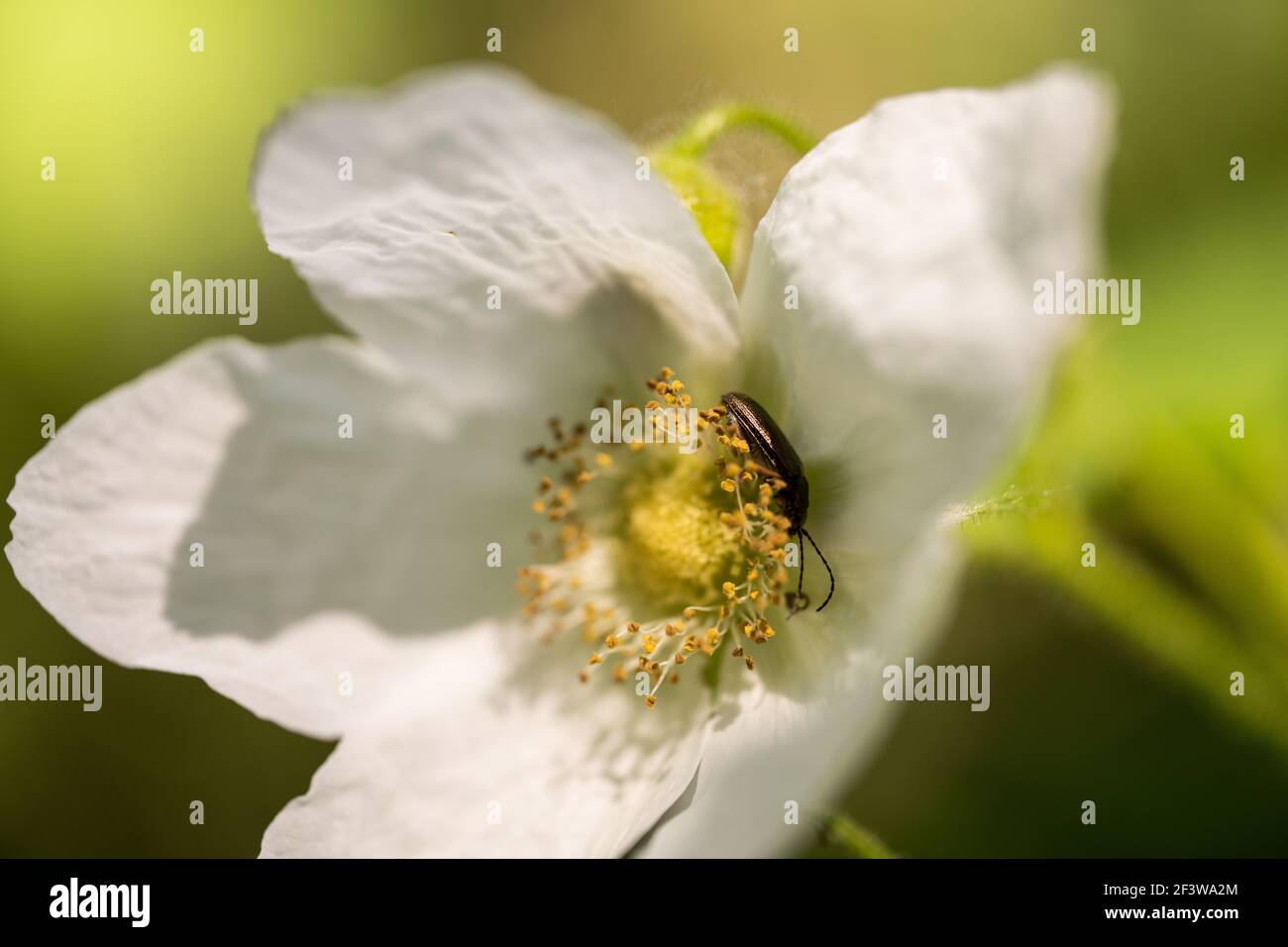 Hiding beetle hi-res stock photography and images - Alamy