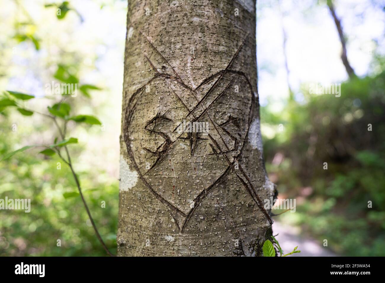 lcrossed out ove heart scratched into a tree stump Stock Photo - Alamy