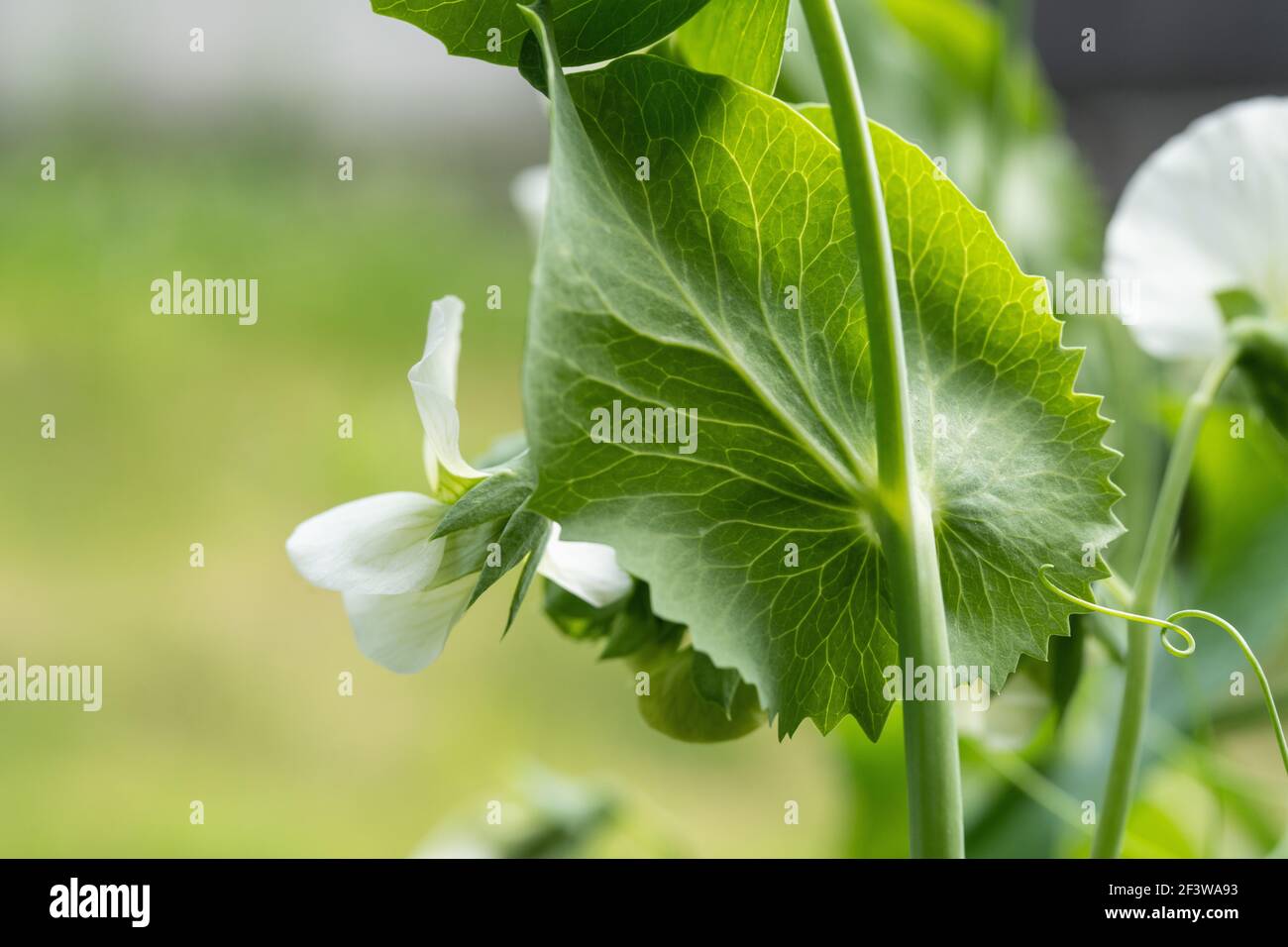 detail of a growing snap pea flower and plant Stock Photo - Alamy