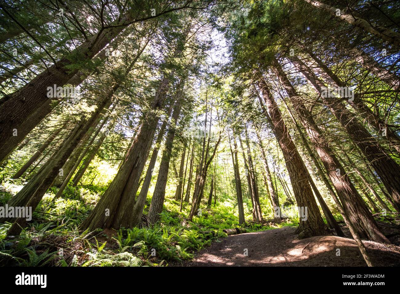 looking up at tall trees in a cedar forest near Chilliwack, British ...