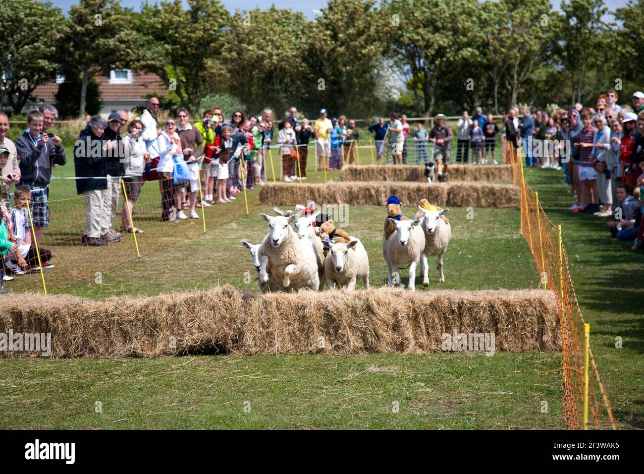 sheep races at a Sark festival, Channel Islands Stock Photo - Alamy
