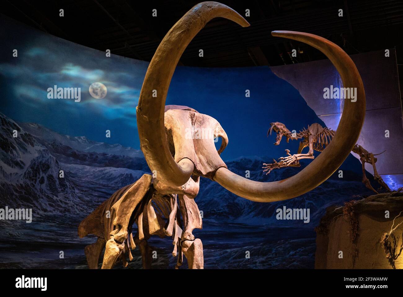 mammoth skeleton display at the Royal Tyrrell Museum, Drumheller ...