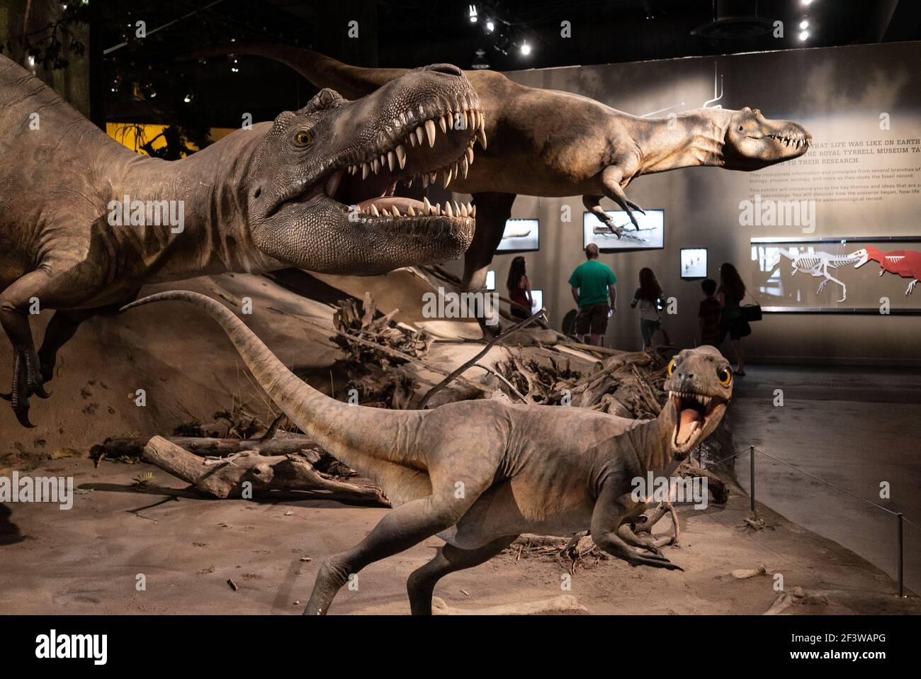 dinosaur skeleton display at the Royal Tyrrell Museum, Drumheller ...