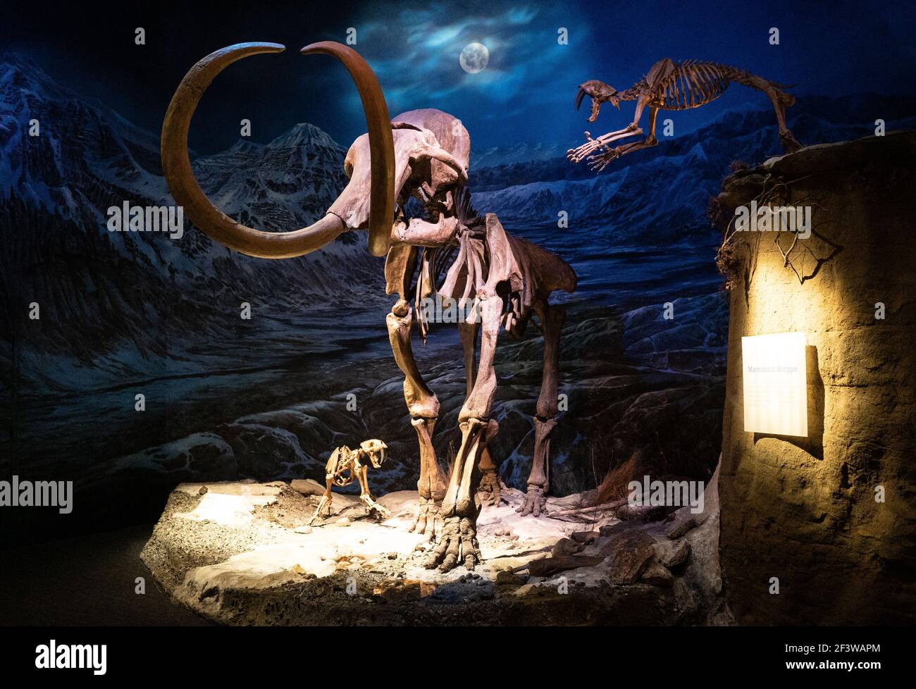 mammoth skeleton display at the Royal Tyrrell Museum, Drumheller ...