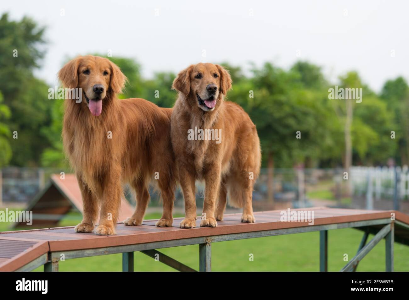 Two golden retrievers on the shelf Stock Photo - Alamy