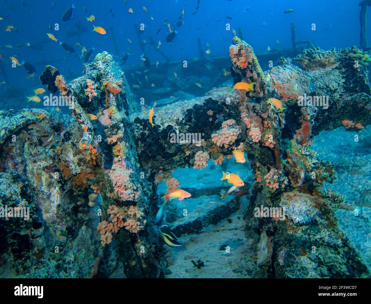 Iron lifting mechanism covered with corals on a sunken ship Stock Photo ...