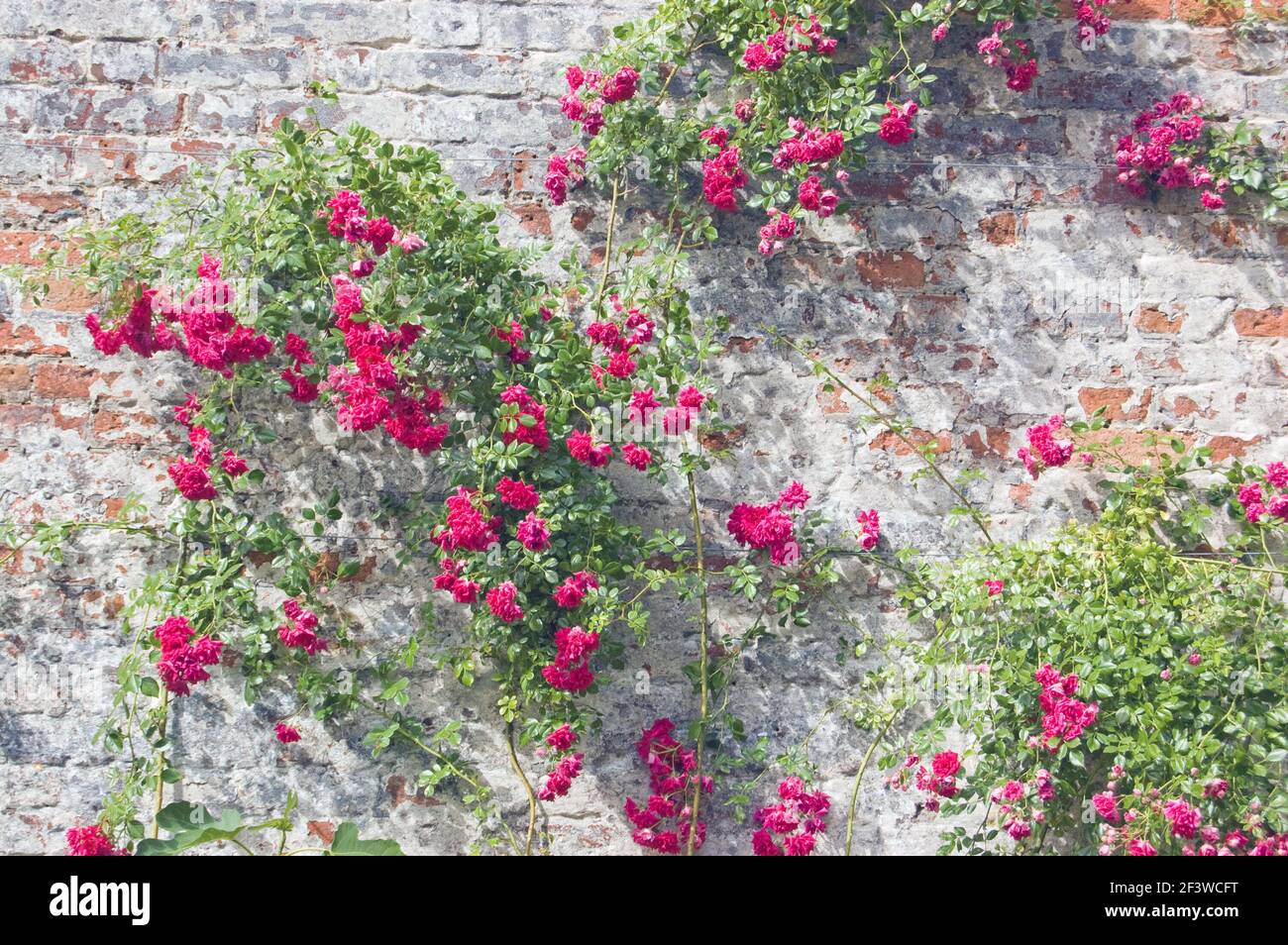 English summer scene hi-res stock photography and images - Alamy