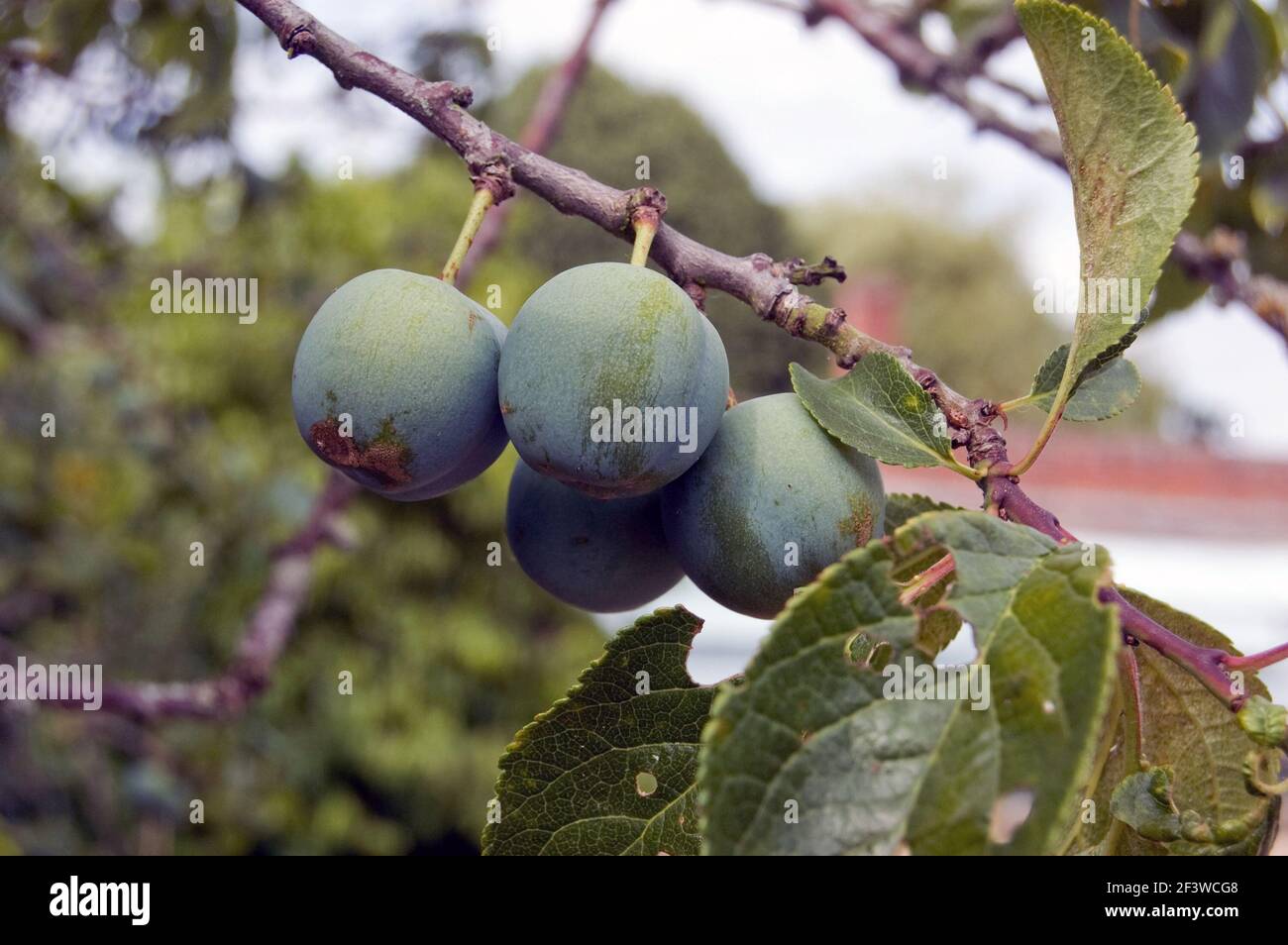 Greengage fruits ripening on a tree Stock Photo - Alamy